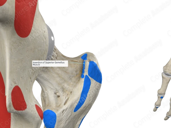 Insertion of Superior Gemellus Muscle | Complete Anatomy