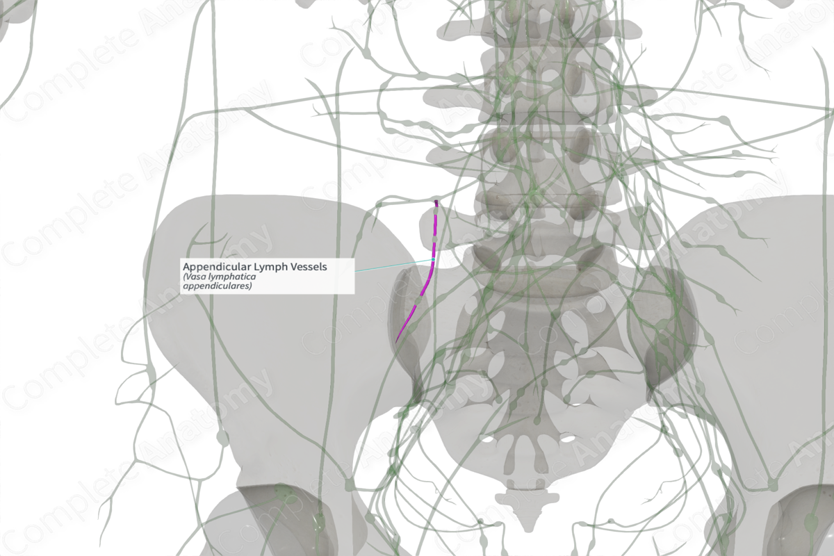 Appendicular Lymph Vessels | Complete Anatomy