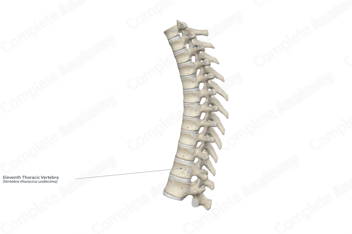 Eleventh Thoracic Vertebra Complete Anatomy