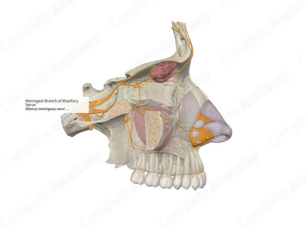 Meningeal Branch of Maxillary Nerve | Complete Anatomy