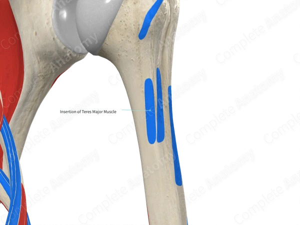 Insertion of Teres Major Muscle | Complete Anatomy