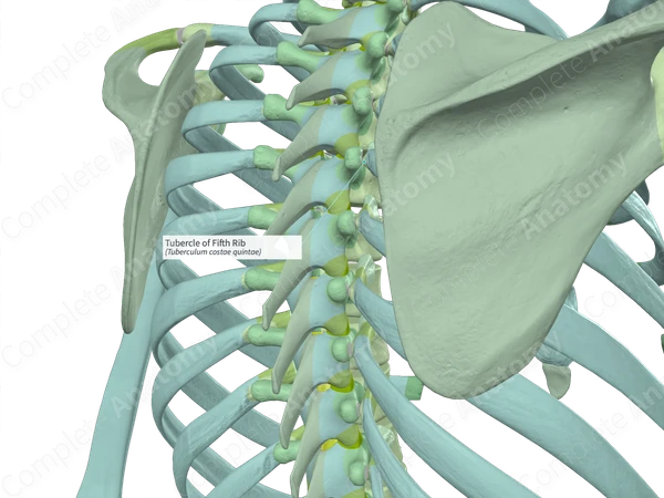 Tubercle of Fifth Rib | Complete Anatomy