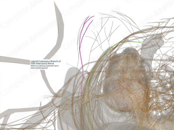 Lateral Cutaneous Branch of Fifth Intercostal Nerve (Right) | Complete ...