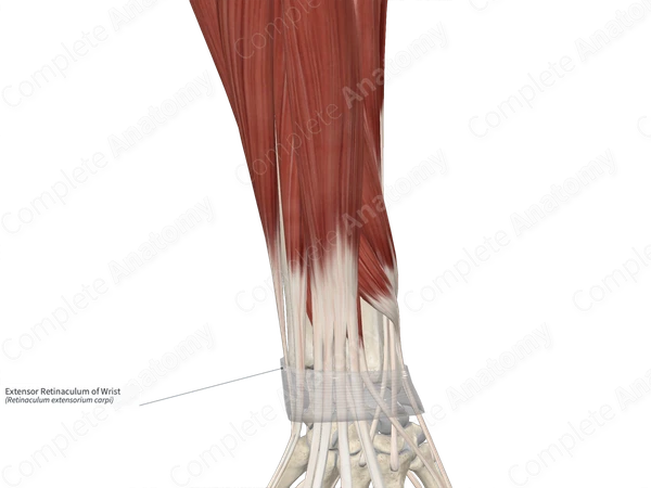 Compartments Of The Forearm Extensor Retinaculum Youtube Anatomy M1