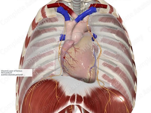 Visceral Layer of Serous Pericardium | Complete Anatomy