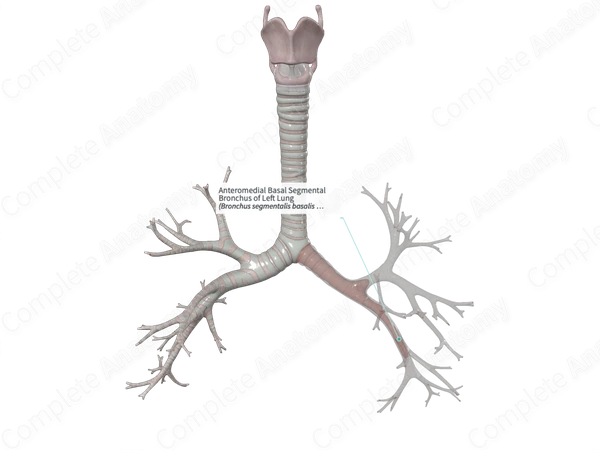 Anteromedial Basal Segmental Bronchus of Left Lung | Complete Anatomy