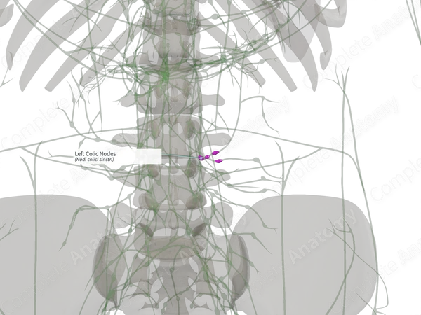 Left Colic Nodes | Complete Anatomy