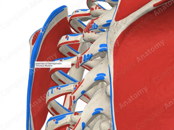 Insertion of Semispinalis Thoracis Muscle | Complete Anatomy