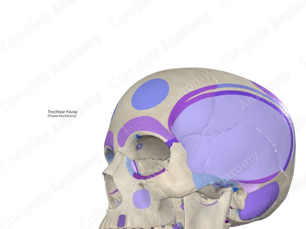 Trochlear Fovea (Left) | Complete Anatomy