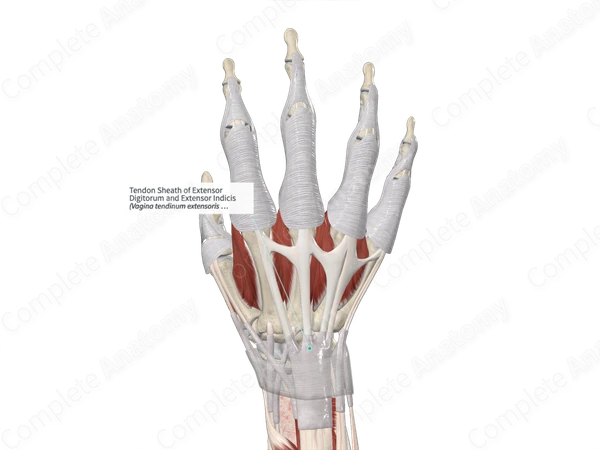 Tendon Sheath of Extensor Digitorum and Extensor Indicis | Complete Anatomy