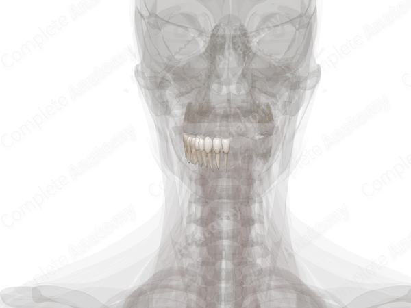Mandibular Dental Arch (Right Quadrant) | Complete Anatomy
