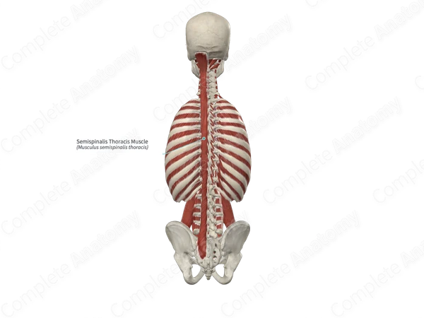 Semispinalis Thoracis Muscle | Complete Anatomy