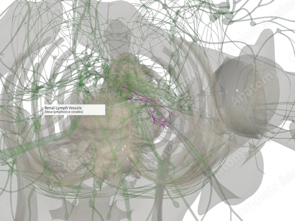Renal Lymph Vessels (Right) | Complete Anatomy