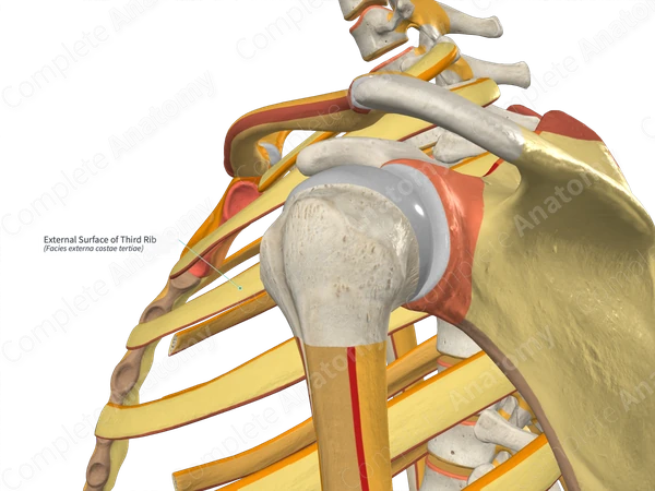 External Surface of Third Rib | Complete Anatomy