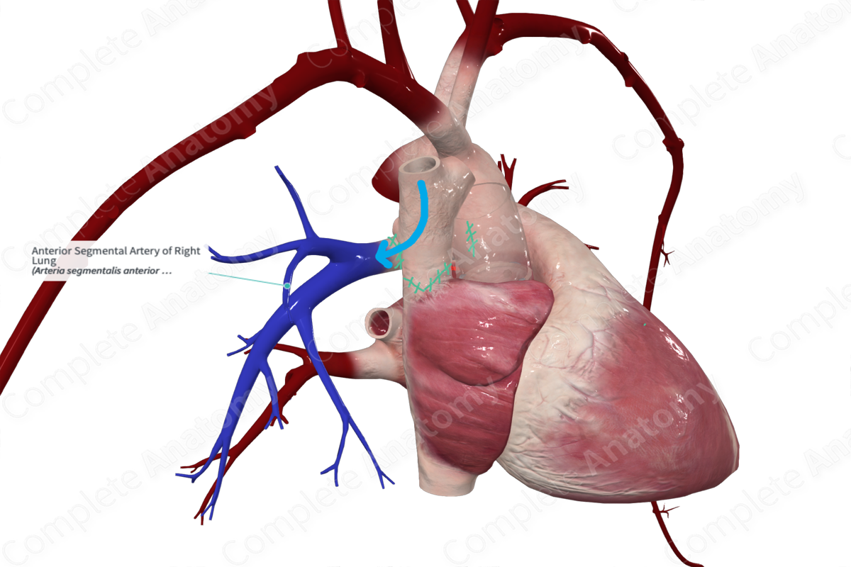 Anterior Segmental Artery Of Right Lung Complete Anatomy