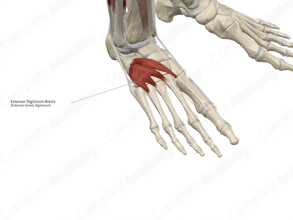 Extensor Digitorum Brevis | Complete Anatomy