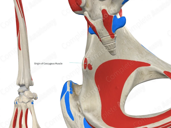 Origin of Coccygeus Muscle | Complete Anatomy