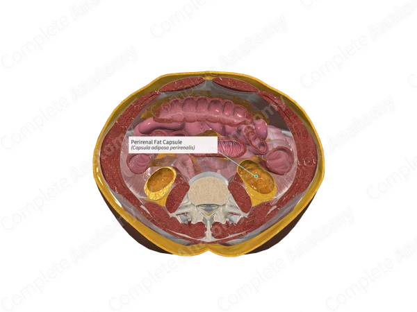 Perirenal Fat Capsule | Complete Anatomy