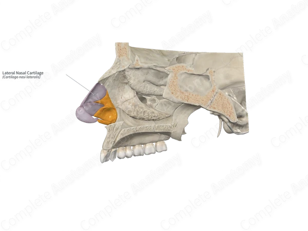 Lateral Nasal Cartilage | Complete Anatomy