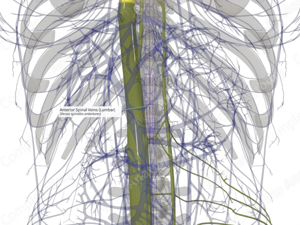 Anterior Spinal Veins (Lumbar) | Complete Anatomy