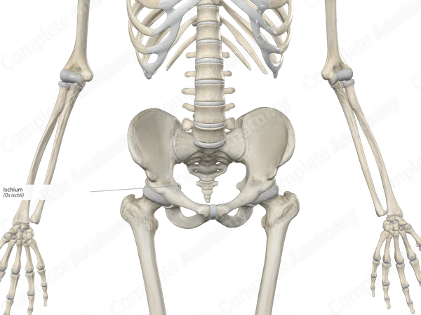 Ischium | Complete Anatomy