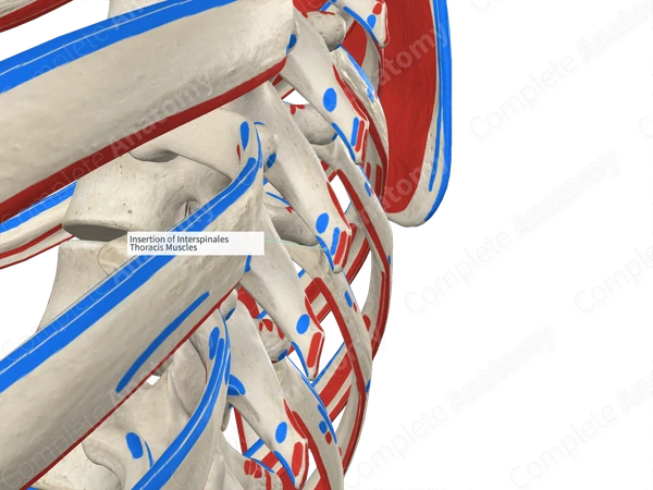 Insertion of Interspinales Thoracis Muscles | Complete Anatomy