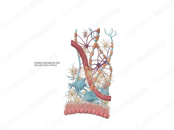 Ciliated Ependymal Cell | Complete Anatomy