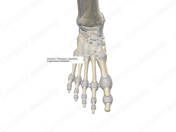 Anterior Tibiotalar Ligament | Complete Anatomy