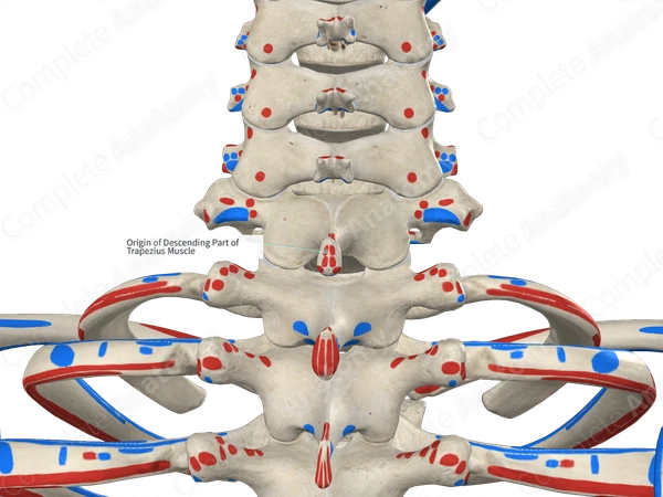 Origin of Descending Part of Trapezius Muscle | Complete Anatomy