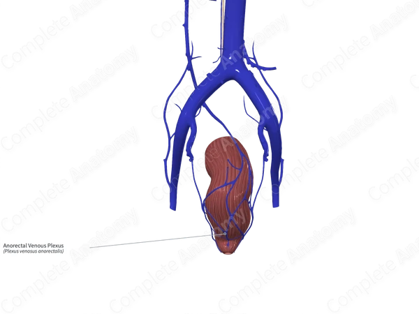 Anorectal Venous Plexus | Complete Anatomy