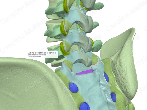 Lamina of Fifth Lumbar Vertebra (Left) | Complete Anatomy