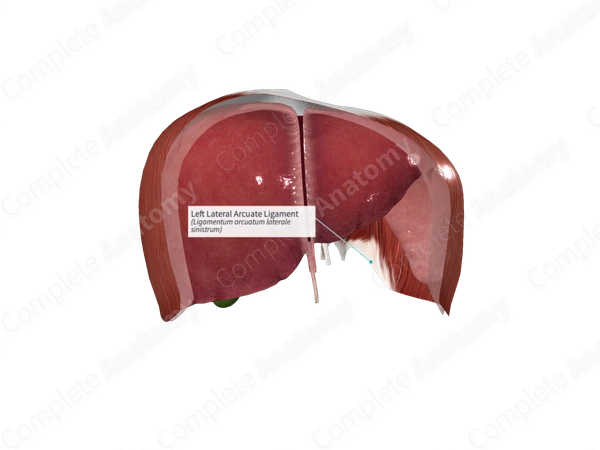 Left Lateral Arcuate Ligament | Complete Anatomy