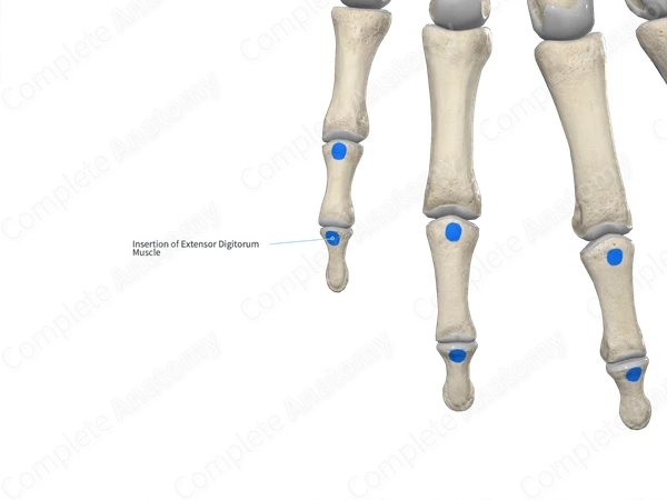 Insertion of Extensor Digitorum Muscle | Complete Anatomy