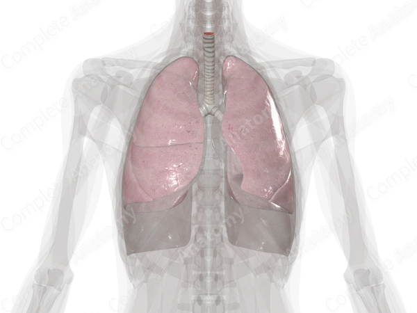 Lower Respiratory System | Complete Anatomy