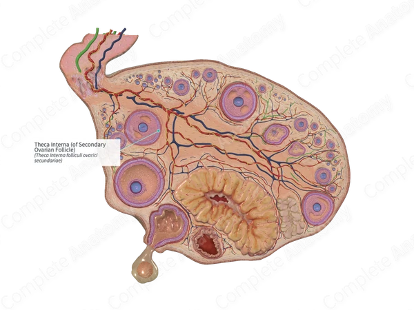 Theca Interna (of Secondary Ovarian Follicle) | Complete Anatomy