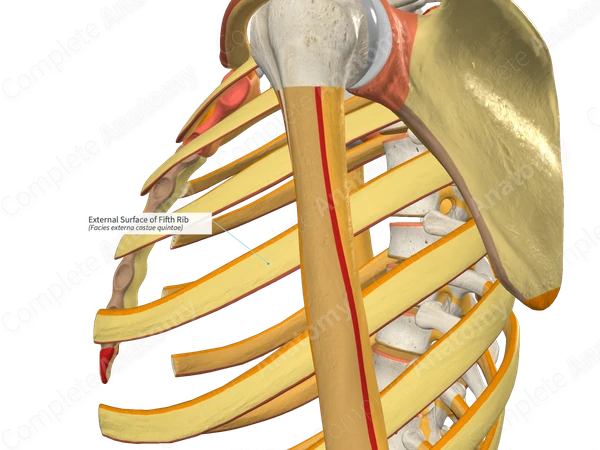 External Surface of Fifth Rib | Complete Anatomy