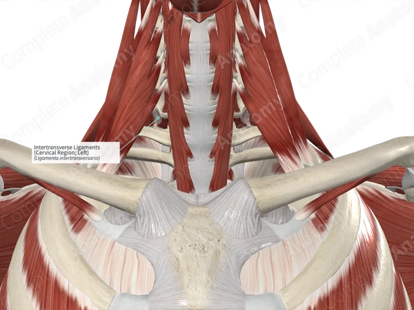 Intertransverse Ligaments (Cervical Region; Left) | Complete Anatomy