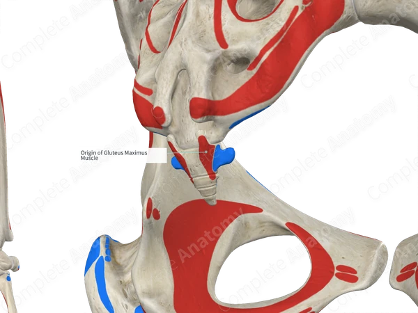 Origin of Gluteus Maximus Muscle | Complete Anatomy