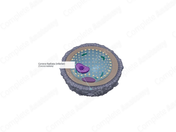 Corona Radiata (Inferior) | Complete Anatomy