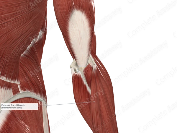 Extensor Carpi Ulnaris | Complete Anatomy