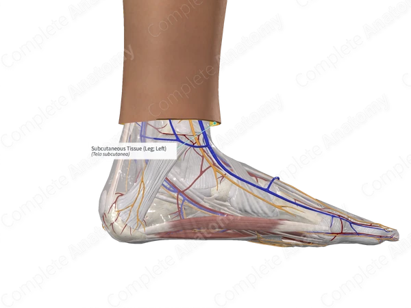 Subcutaneous Tissue (Leg; Left) | Complete Anatomy