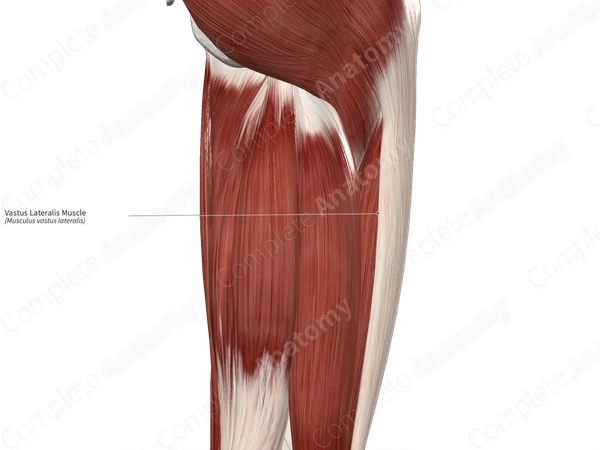 Vastus Lateralis Muscle Anatomy Muscles Isolated On