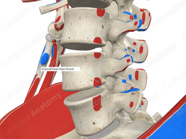 Origin of Psoas Major Muscle | Complete Anatomy