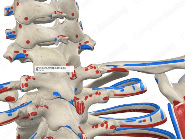 Origin of Semispinalis Colli Muscle | Complete Anatomy