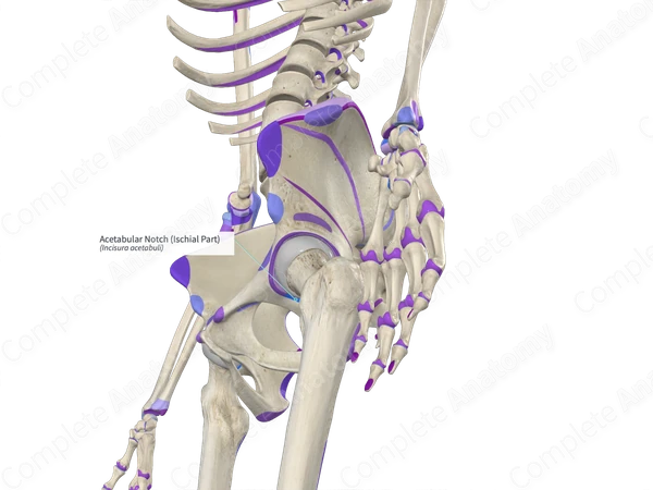 Acetabular Notch (Ischial Part) | Complete Anatomy