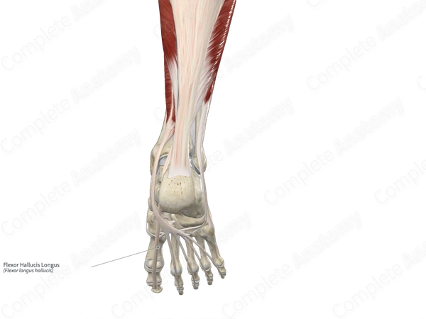 Flexor Hallucis Longus | Complete Anatomy