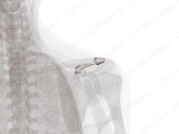 Acromioclavicular Joint (Left) | Complete Anatomy