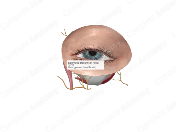 Zygomatic Branches of Facial Nerve | Complete Anatomy