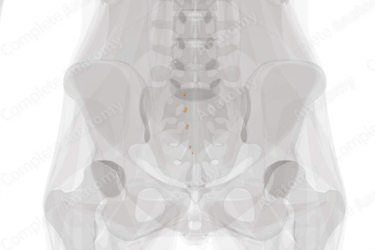 Sacral Nerves Left Complete Anatomy