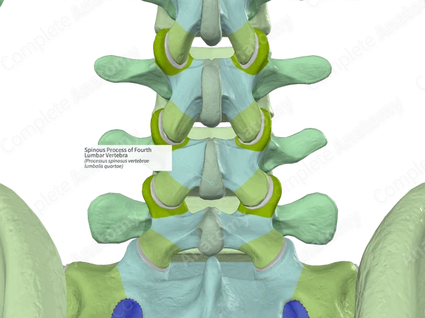 Spinous Process of Fourth Lumbar Vertebra | Complete Anatomy